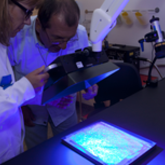 Forensic investigation of the crime scene | CEPOL